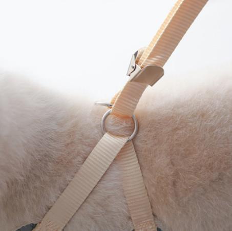 좋은 고양이 장비