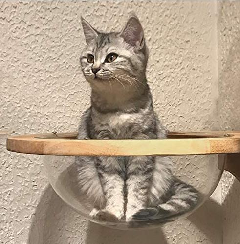 transparent cat bed