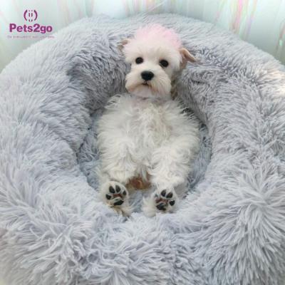 중국 최고 편의시설 55cm*35cm 머리 목은 800g 애완동물 침대 매트를 지원합니다 판매용