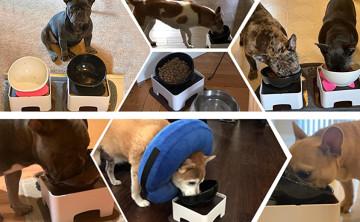 Chine Bol de alimentation de nourriture simple de CeramicsTilted pour les bouledogues français/chats à vendre