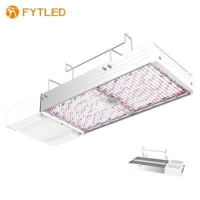 Cina luce progressiva di 2.7μmol/J T828 LED 5 anni della garanzia progettazione del radiatore bianco di colore di buona in vendita