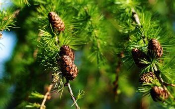 China natural pine nuts,pine kernels,pine nuts in shell en venta