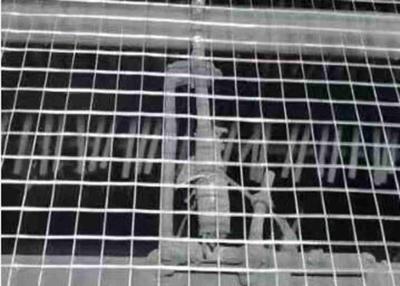 중국 패널 또는 명부 길이 0.5-30m Ss 용접철망 T304는 완전하고 엄격한 채로 남아 있습니다 판매용