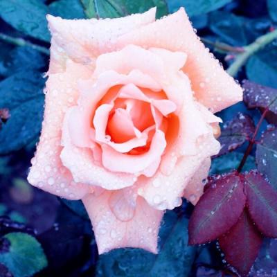 Chine Micro d'engrais d'extrait d'algue de la nature PGR granulaire pour Rose Plant à vendre
