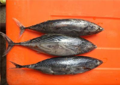 Chine Poissons congelés en vrac de bonito à vendre