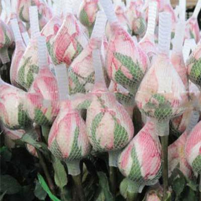 中国 ローズのためのHDPE 1mmの養樹園の温室の園芸の網 販売のため