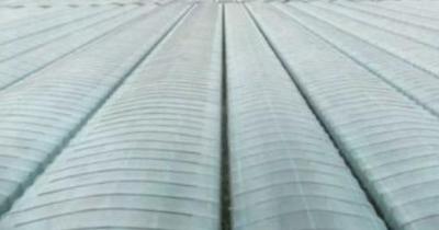 Cina 6 resistenti uv della chiara copertura del polietilene del film plastico della serra dell'HDPE di mil in vendita