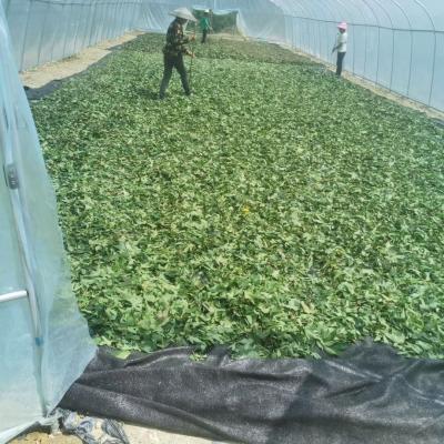 China Raspberry Leaf a Sweetener Instead of Sucrose and Rich in Progesterone and Tea Polyphenols Can Prevention of Cardiovascular and Cerebrovascular Diseases for sale