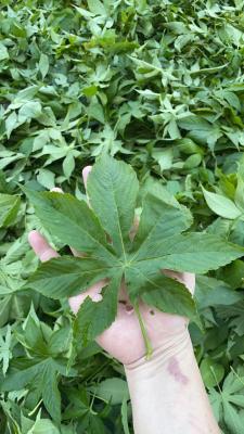 China Blackberry Leaf Natural Sweetener with High Sweetness, Widely Used in Drink, Food, Health Care, Beauty, Medicine for sale