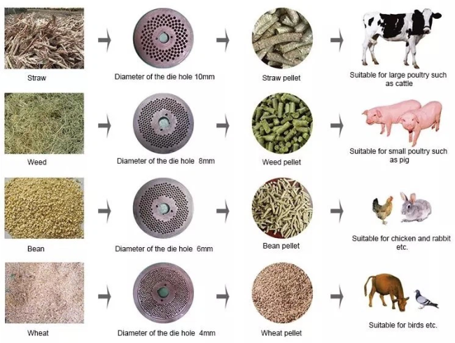 Chicken feed production line