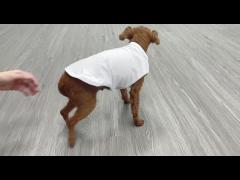 Auf Wunsch gedruckt Polyester Hundehemden Sublimation Haustierbekleidung Sublimation Leere T-Shirts Hund