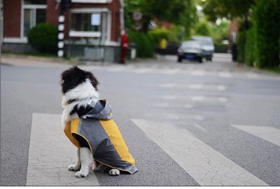 Cina Il cane di media grandezza della razza copre l'abbigliamento casual dell'impermeabile per l'OEM dell'abbigliamento del cucciolo dell'animale domestico in vendita