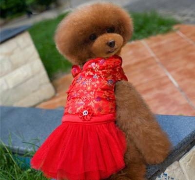 China De Klerenkleding van de partij Middelgrote Hond Te koop