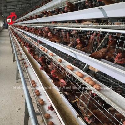 Κίνα Ατσάλινο σύρμα μπαταρία κλουβί για κοτόπουλο 432cm2 Περιοχή πουλί Adela προς πώληση