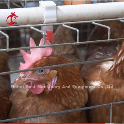 중국 중국은 모래인 산란계 케이지 시스템 4 문인 코팅된 닭고기류 다층식 가금 상자 ISO9001을 수입했습니다 판매용