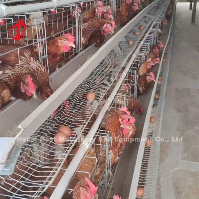 중국 아프리카 ISO9001 에밀리에서 고안정성 가금 다층식 가금 상자 시스템 층 헨 판매용