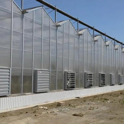 Cina Serra venduta a caldo Tomato Serra Venlo Policarbonato Idroponica Serra Inquadratura In vendita in vendita