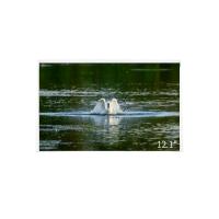 Quality 12.1 Inch TFT LCD Display Panel 500nits LVDS LCD Display 1280x800 Resolution for sale