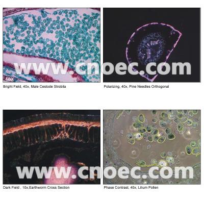 Chine microscopes optiques A12.0907-A d'illumination de Kohler de microscope de composé de 400X 1000X à vendre