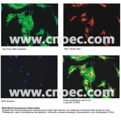 Cina Kohler ha riflesso il microscopio di fluorescenza con la maniglia A16.0907-B in vendita