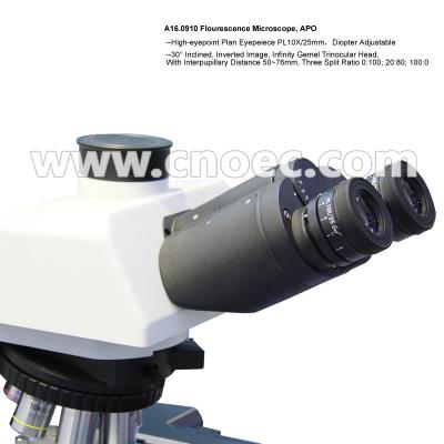 China Optische de Fluorescentiemicroscoop van de Trinocularoneindigheid met Halogeenlamp Te koop