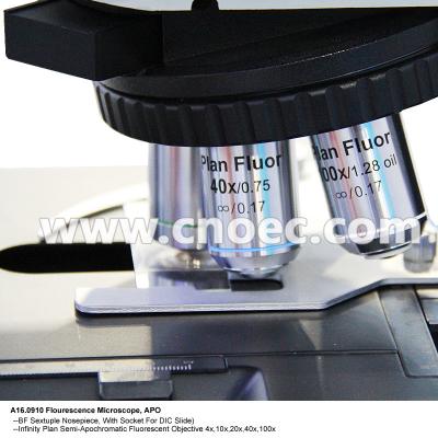 China Optische de Fluorescentiemicroscoop van de Trinocularoneindigheid met Halogeenlamp Te koop