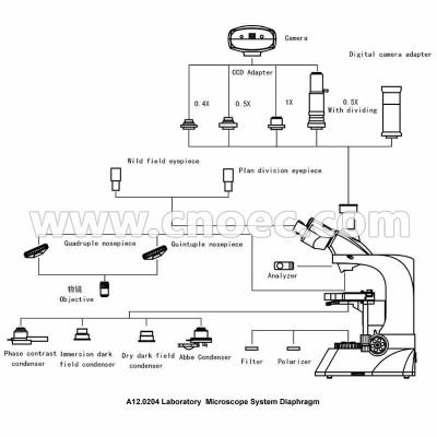 Cina Microscopio ottico di polarizzazione senza cordone Trinocular A12.0204 del composto di WF10X in vendita