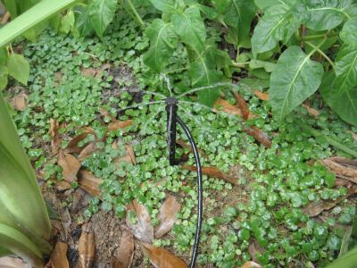 Κίνα Ray/Centrifugal Inserted Link Sprinkler for Consistent Farm Irrigation in Garden προς πώληση