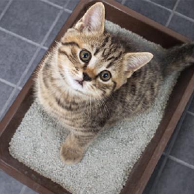 Cina La gomma guar industriale per Cat Litter, migliora il potere d'agglutinamento per bentonite/gel di silice in vendita