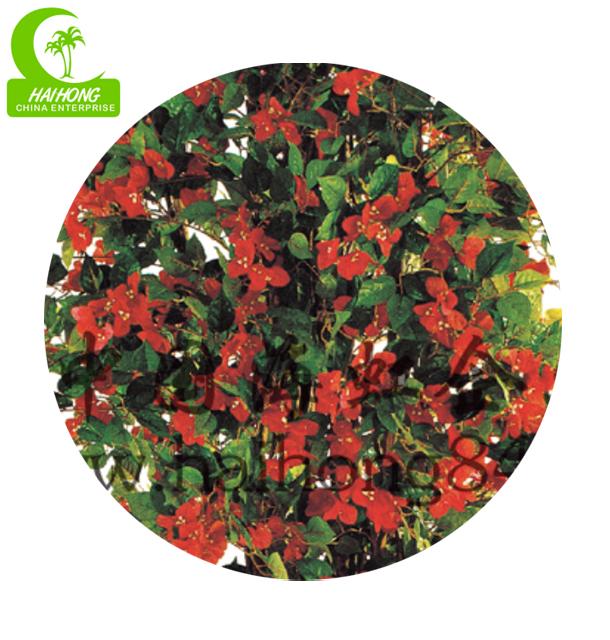 Bougainvillea tree