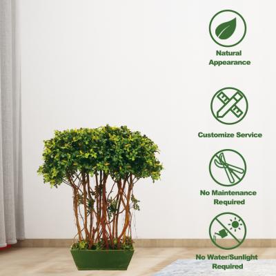 Cina Albero del legno di bosso con l'albero artificiale del legno di bosso dei multi tronchi per la decorazione dell'interno in vendita