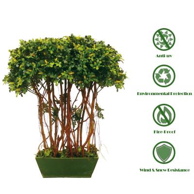 Cina Albero del legno di bosso con l'albero artificiale del legno di bosso dei multi tronchi per la decorazione dell'interno in vendita