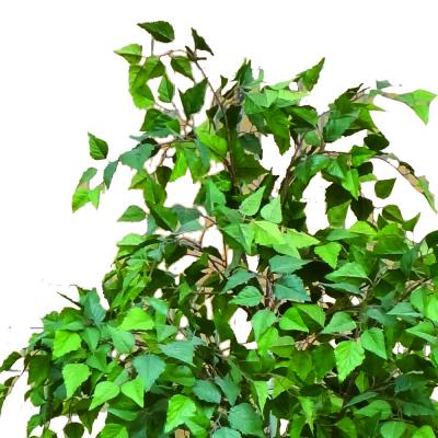 Cina Besting non vendendo sempreverde artificiale di cura dei bonsai della betulla bianca con la corteccia reale per il balcone in vendita