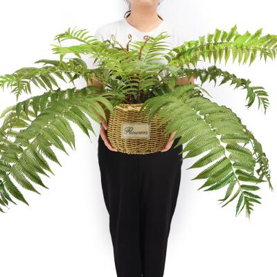 Κίνα Customized Large Artificial Fern Branches Decoration Bonsai Plants προς πώληση