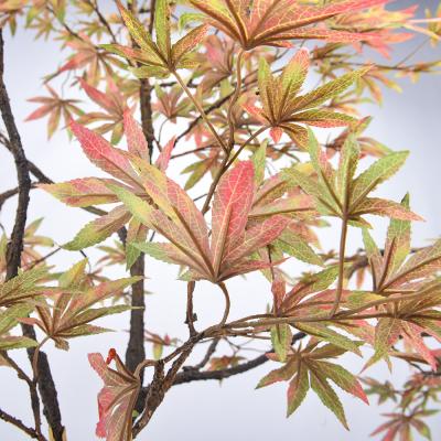 China El árbol de arce artificial los 200cm ninguna planta ligera del piso no alimenta a ningunos partes movibles las falsas plantas en conserva de mirada naturales para la decoración interior en venta