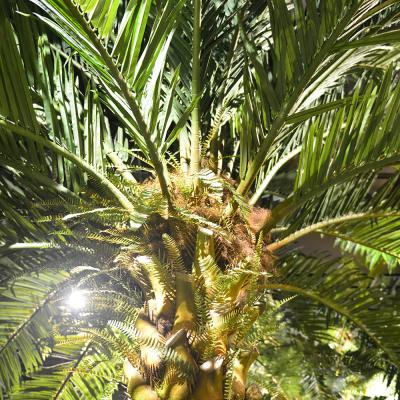China Geen van het Landschapsbomen van de Verzorgingsopslag Kunstmatige Grote de Datumpalm Aangepaste Grootte Te koop