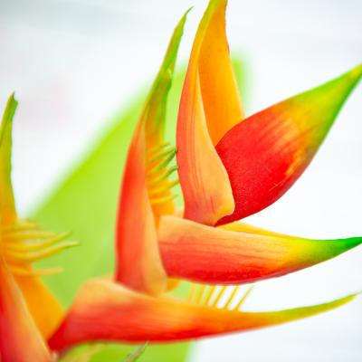 Китай Новая выпущенная искусственная райская птица с цветком для продажи продается