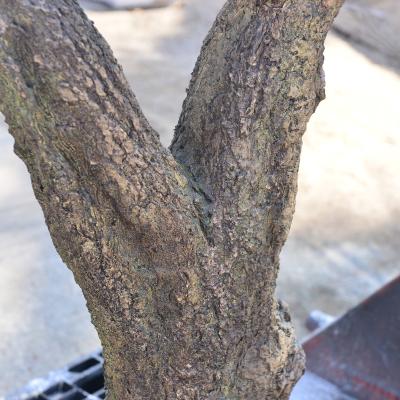 China Customized Realistic UV Resistant Large Indoor Olive Tree For Commercial Projects Residential Use for sale
