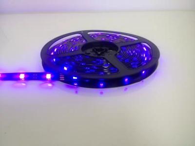 Cina luce di striscia principale porpora UV di 12V 50000Hours SMD5050 per l'uccisione dei batteri in vendita