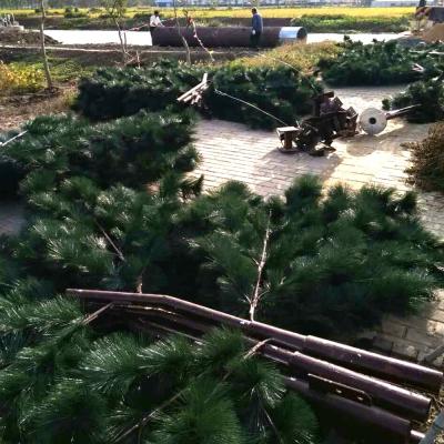 중국 Disguised Pine Tree Galvanized Gsm Communication Tower Telecommunication Camouflage Monopole 판매용