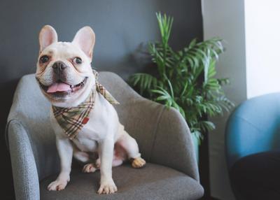 Chine Collier et noeud papillon de Bandana de chien personnalisés par fille avec le toilettage d'animal familier de boucle à vendre
