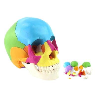 Cina Medicina Anatomia Adulto Osteopatica Cranio Modello 22-Parte, Dimensione Vitale Colorato didattico in vendita