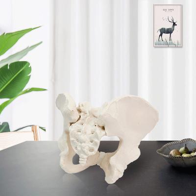 Cina PVC ecologico 1:1 Dimensione naturale Educazione medica Creazione artistica Design ergonomia Educazione fisica Modello pelvico femminile in vendita