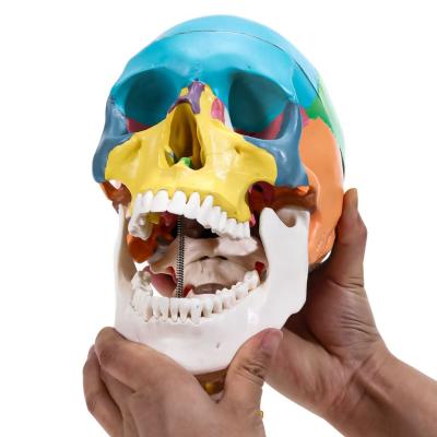 Cina Tre parti mandibola parietale vertebra umana colore vitale dimensione dimostrazione medica testa osso vertebra cervicale modello in vendita