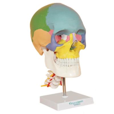 Cina Tre parti mandibola parietale vertebra umana colore vitale dimensione dimostrazione medica testa osso vertebra cervicale modello in vendita