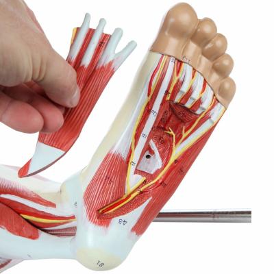 Cina Muscoli della coscia, del polpaccio e del piede 13 parti Grandezza vitale Arterie e vene per lo studio Display Insegnamento Muscolo della gamba Modello medico in vendita