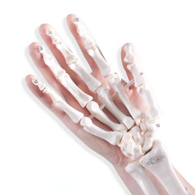 Cina Dimensioni di vita umana Fingere osso flessibile per dimostrazione medica Studio Educazione con base scheletrico Modello articolare della mano in vendita