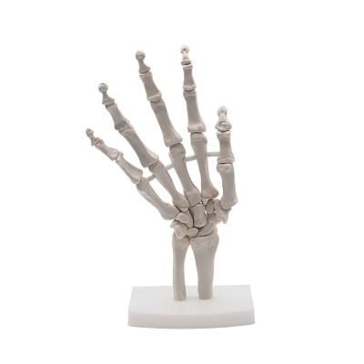 Cina Dimensioni di vita umana Fingere osso flessibile per dimostrazione medica Studio Educazione con base scheletrico Modello articolare della mano in vendita