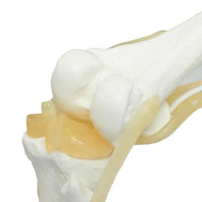 Cina Legamenti & Stand Dimensioni di vita Display Base Miglior strumento medico Clinica dimostrazione Bambini di apprendimento Educazione Modello articolare del ginocchio in vendita