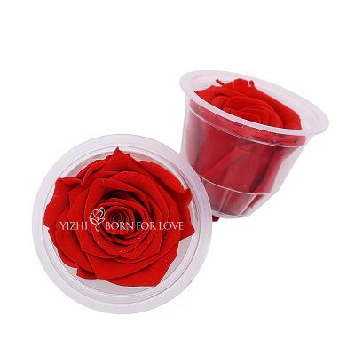 China Rose Heads Indoor Decoration preservada cor personalizada à venda